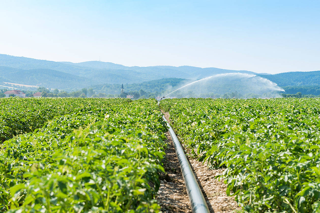 Departamento de Trabajo demanda a Sakuma Brothers Farms | La Raza del ...